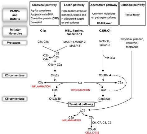 The Complement System An Overview Classical Pathway Cp C1q The Cp Initiator Arabboardobgyn