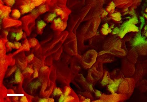 Scientists Just Found Soft Tissue Inside A Dinosaur Fossil Heres Why Thats So Exciting Vox