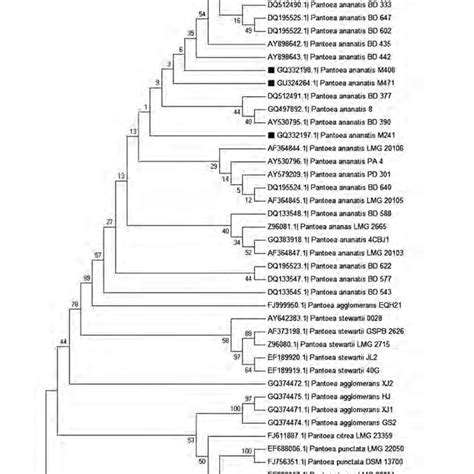 Comparison Of Api 20e Profiles Of Reference Strains And Tested Isolates Download Table