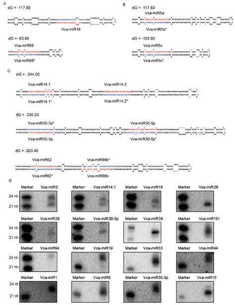Representative Mirnas In Volvox A C Predicted Stem Loop Structures Of Download Scientific