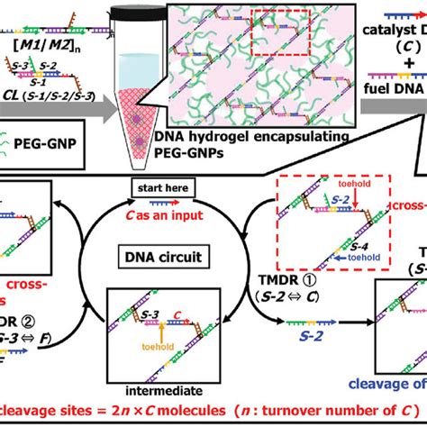 Schematic Of The Principle Of A Dynamically Programmed Dna Hydrogel Download Scientific Diagram