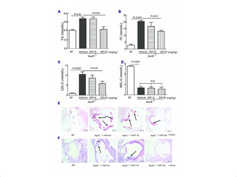 Dht Ameliorated Serum Lipid Profile And Reduced Atherosclerosis In Download Scientific