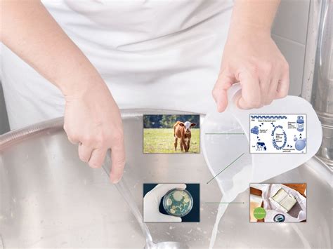 Genetically Modified Microbial Rennet: Commercial Cheesemaking
