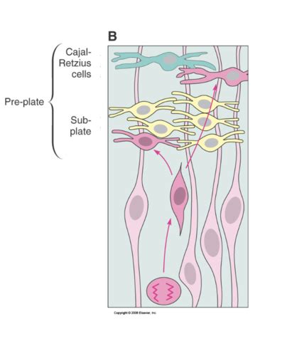 Neuronal Migration In Cns Development Flashcards 2 12 Flashcards
