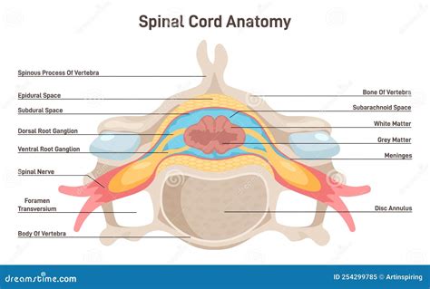 Spinal Cord Anatomy Vertebra Cross Section Anatomical Structure Stock Vector Illustration Of
