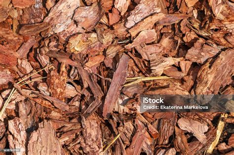 잡초 번식을 방지하고 토양을 비옥하게하는 데 사용되는 소나무 껍질 뿌리 덮개 폐기물 제로 유기농 원예 자연스러운 배경입니다 0명에 대한 스톡 사진 및 기타 이미지 Istock