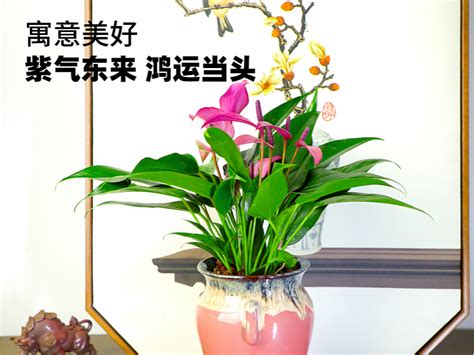 紫掌 墨影意檀 站酷ZCOOL