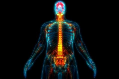 Мозък и нервна система For Life