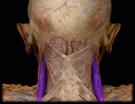 Course Levator Scapulae