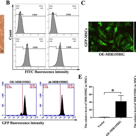 Characterization Of Mscs And Lentiviral Transfection A Cultured Mscs