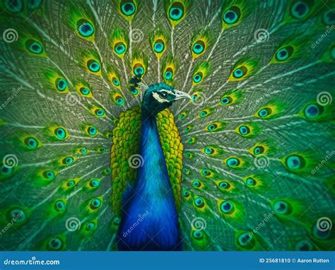 Male Peacock Crossing The Road Using Pedestrian Zebra Crossing Royalty