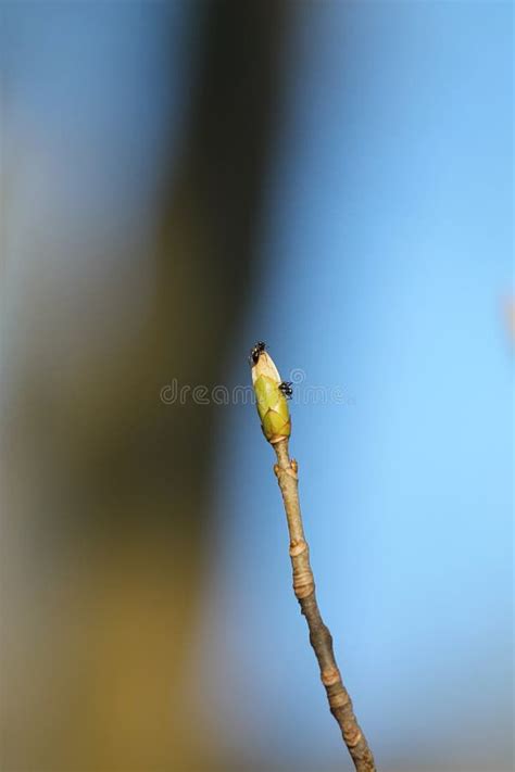 The Tree Puts Out New Buds Stock Photo Image Of Bird 265047476