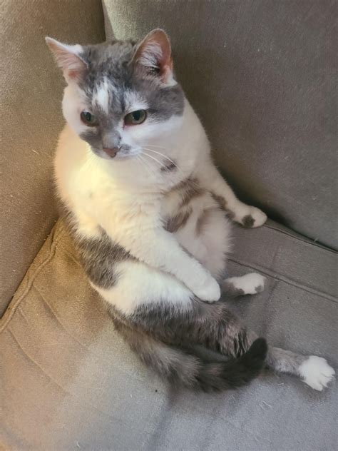 My Cat Sitting Like Shes A Little Queen Because She Is Reyebleach