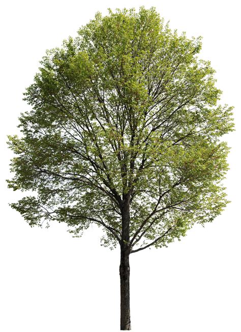 Architectural Trees In Elevation Cae Artofit