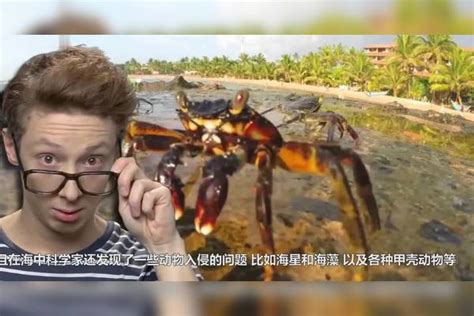 40米长超长带鱼精，15个人才能举起来，6个海啸带上岸的深海怪物海啸上岸深海