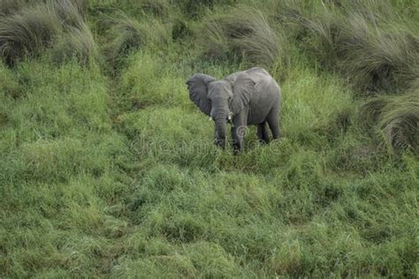 Aerial View Of An Elephant In The Tall Savanna Grasses In Botswana