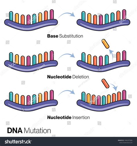 Genetic Mutation Types