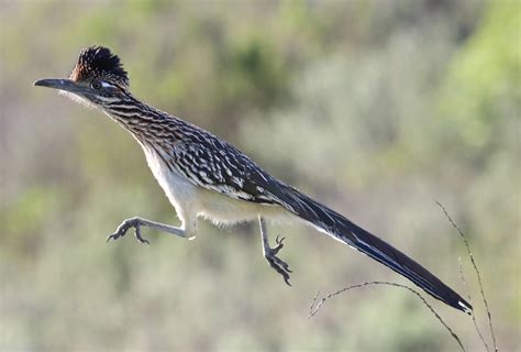 Bird Of The Week Greater Roadrunner Travis Audubon