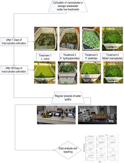 Schematic Presentation Of Experimental Phase Download Scientific Diagram