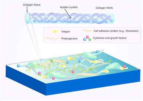 Schematic Maps Of The Cell Interaction With Extracellular Matrix Download Scientific Diagram