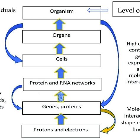 The Interplay Between Bottom Up And Top Down Interactions In An Download Scientific Diagram