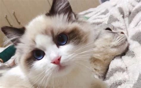 布偶猫海双和蓝双区别 如何分辨 知乎
