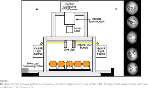 Figure 1 From Citrus Disease Detection Using Convolution Neural Network Generated Features And