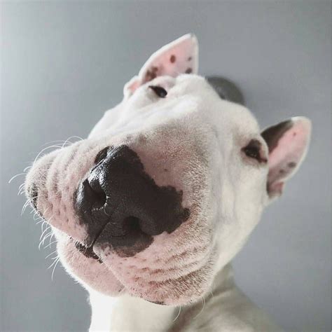 Бультерьер прикол 61 фото картинки Sobakovod Club