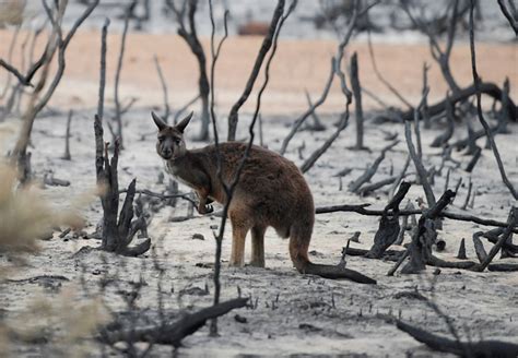 Australian Wildfires