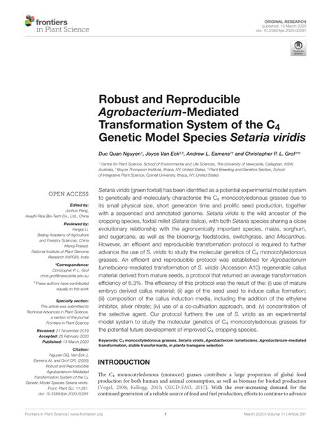 Download Pdf Robust And Reproducible Agrobacterium Mediated Transformation System Of The C4