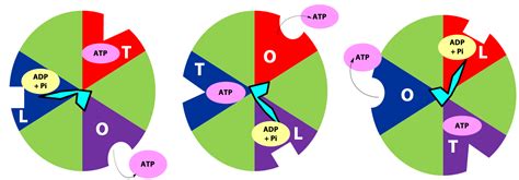 ATP Synthase BIOC Introduction To Biochemistry