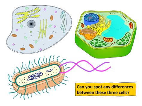 Cell Structure Complete Lesson As Part Of Section 2b Of Edexcel Igcse Biology Specification