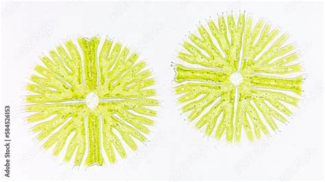Freshwater Green Microalga Micrasterias Radiosa Ssp Elegantior Live Cell Selective Focus