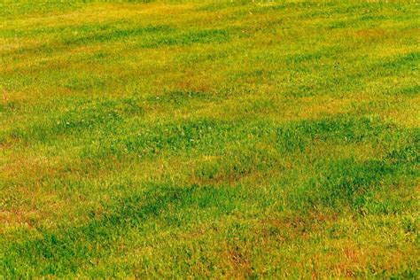 Why Is My Newly Sown Grass Turning Yellow Gardenia Organic