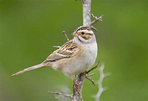 Clay Colored Sparrow Spizella Pallida