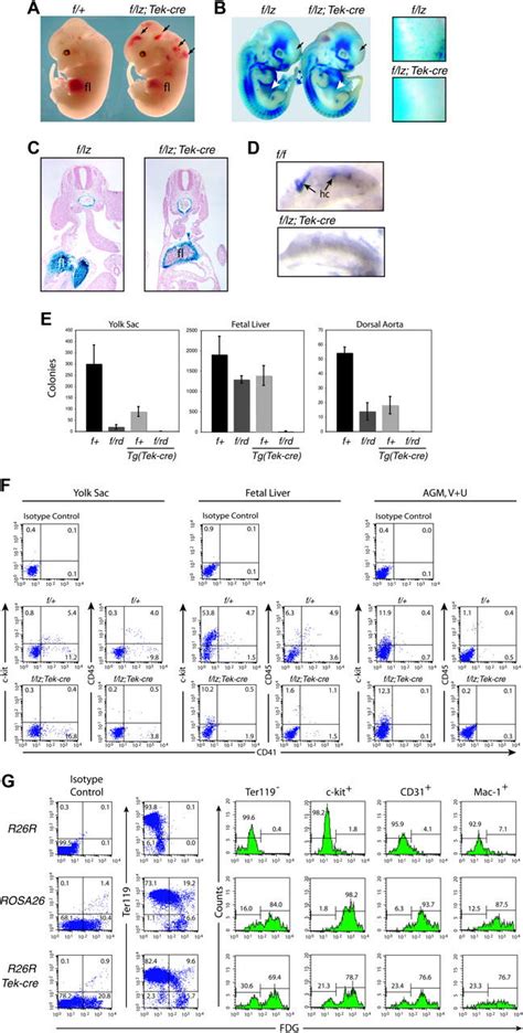 Runx1 Function In Hematopoiesis Is Required In Cells That Express Tek Pmc