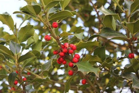 7 Types Of Poisonous Trees Toxic Trees To Humans With Photos