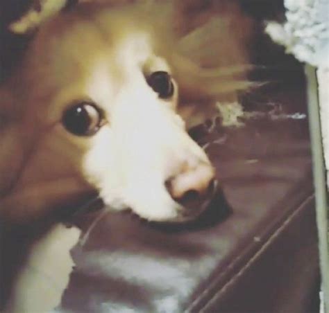 ぬくぬくしたいんだ布団をめくると激カワな犬が登場いぬのきもちNEWS