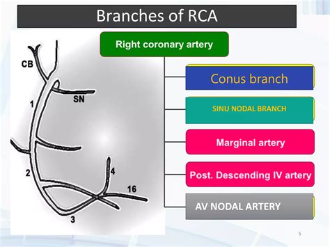 Coronary Classpptx Free Download