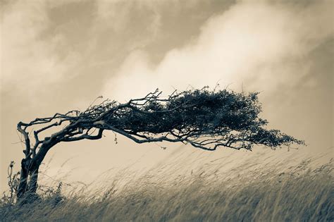 Adaptive Resilience And The Proactive Management Of Risk • Center For Project Innovation