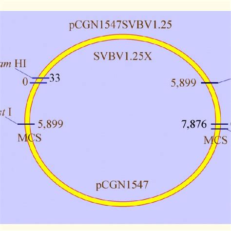 Genetic Map Of Octopine Type Ti Plasmid Modified From Ream 2002 And Download Scientific