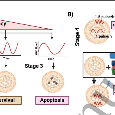 Inducing Synthetic Morphogenesis Through Optogenetic Induction Of