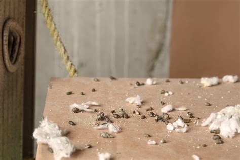 Common Signs Of A Mouse Infestation Mice Mob Exterminators