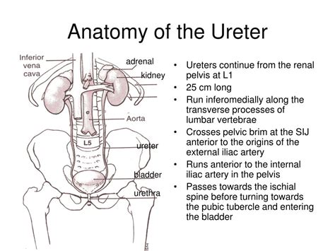 Ppt Urological Anatomy And Physiology Powerpoint Presentation Free Download Id538264