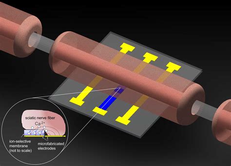 Charging Toward Better Neural Implants MIT News Massachusetts Institute Of Technology