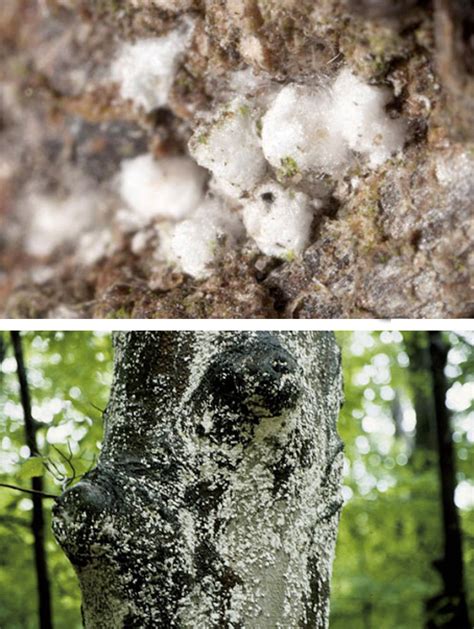 Metro Hort Group Inc An Association Of Horticultural Professionals In The New York City Tri