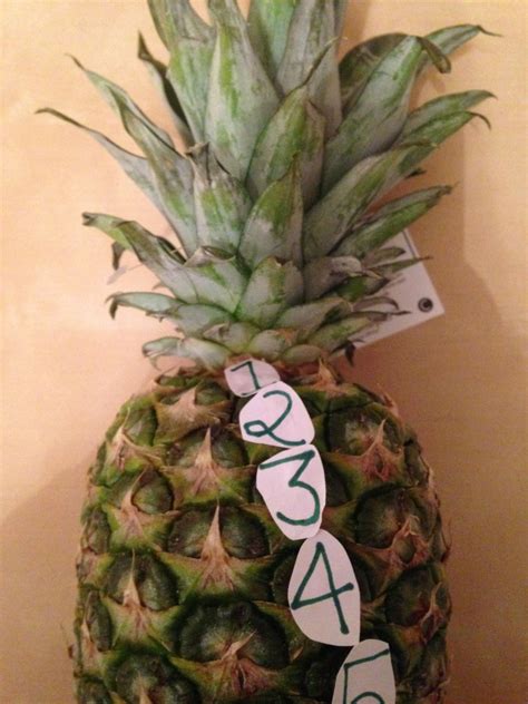 Fibonacci Sequence In Plants