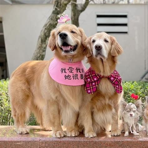 寵物文字領巾