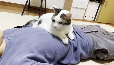 お兄ちゃんの「おいで」で遠慮なくお腹の上にダイブする猫さん。さらにお腹に手を掛けながらくつろぐ姿が可愛すぎる♡ エウレカ！