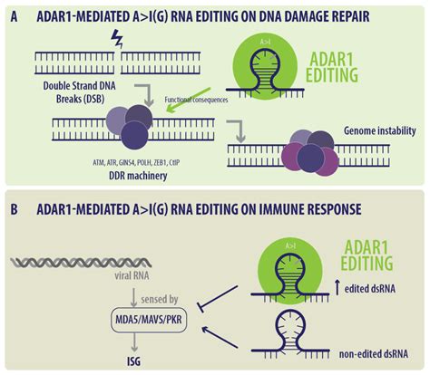 Adar Mediated A I G Rna Editing In The Genotoxic Drug Response Of Breast Cancer